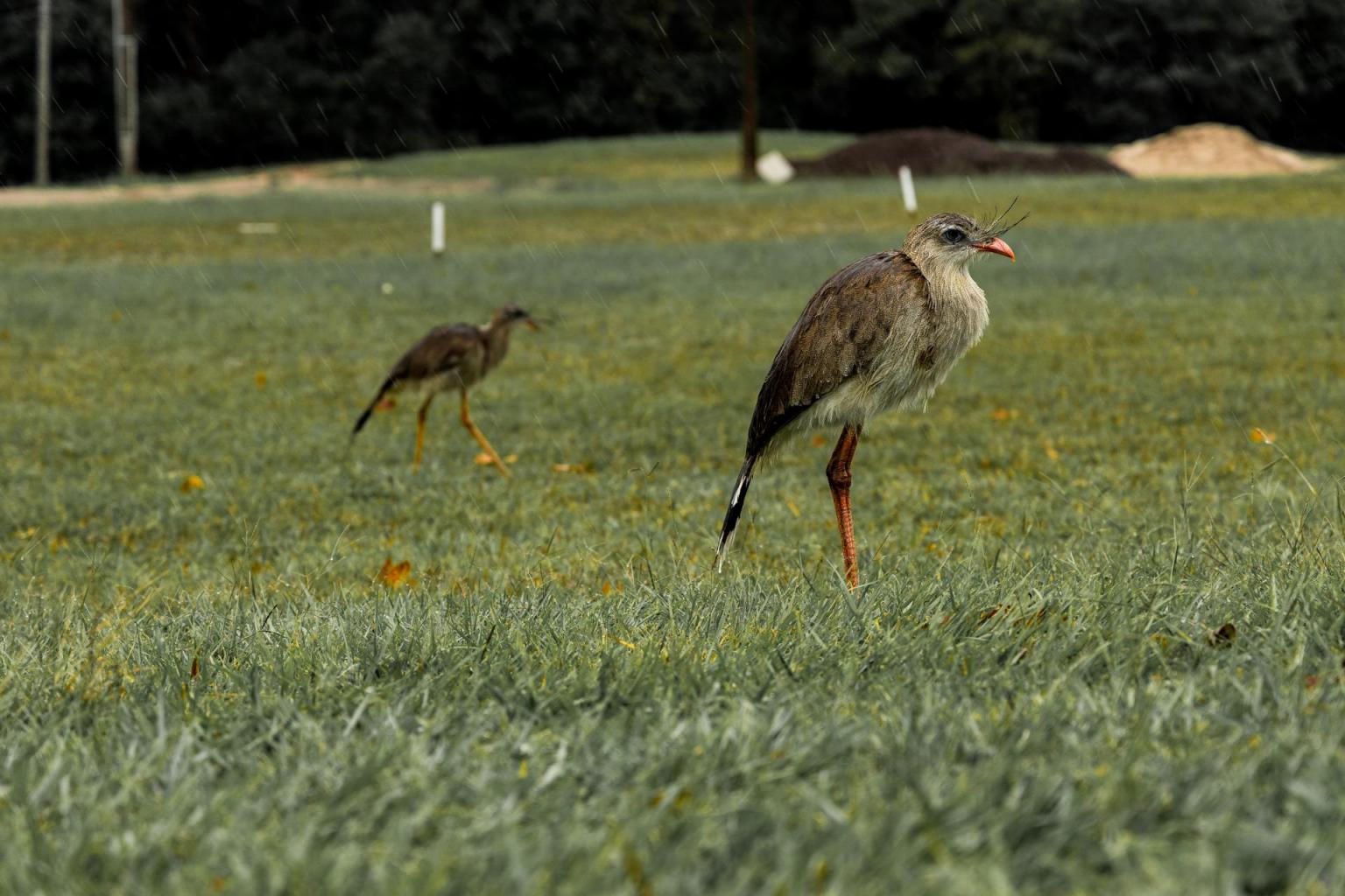 Seriemas no campus da UFSM: entenda como conviver com essas aves – UFSM