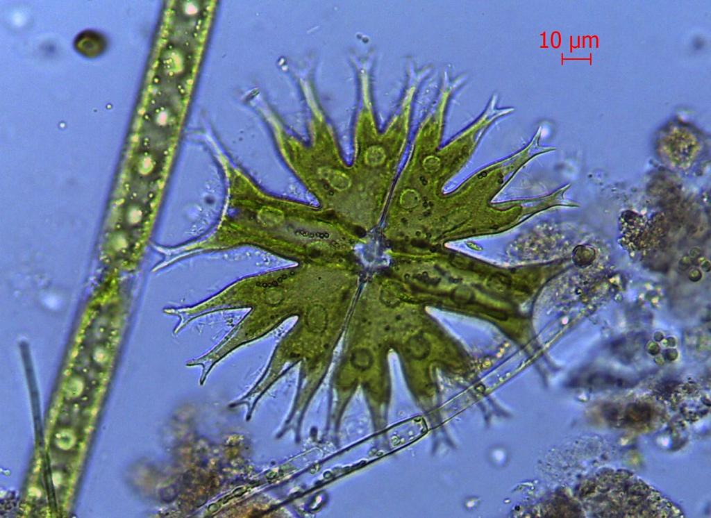 Explorando o mundo microscópico: Oficinas de Microalgas – CCNE