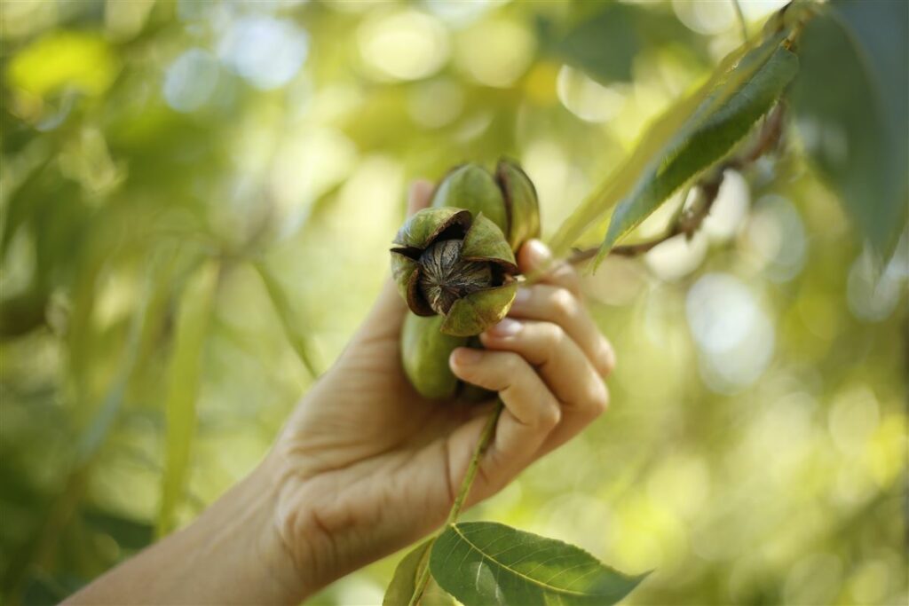 Santa Maria sediará a abertura oficial da colheita da noz-pecan – CCR