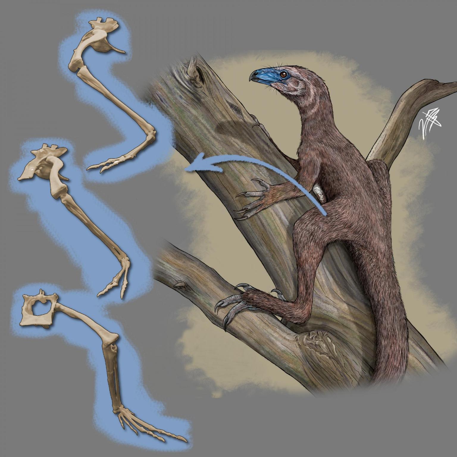 Precursores dos pterossauros não se locomoviam como dinossauros – CAPPA