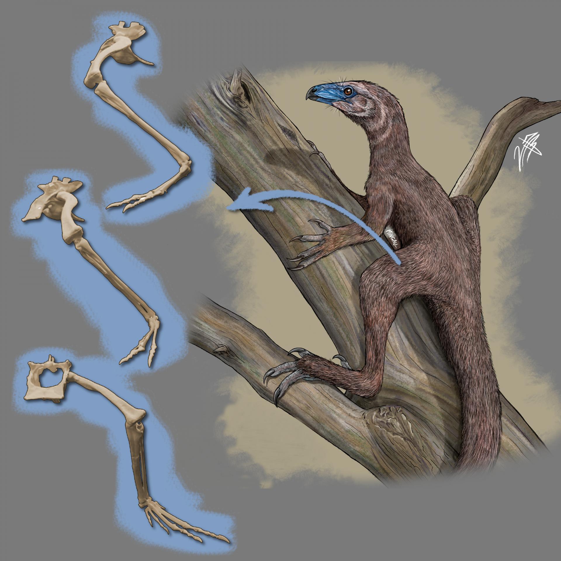 Precursores dos pterossauros não se locomoviam como dinossauros – CAPPA
