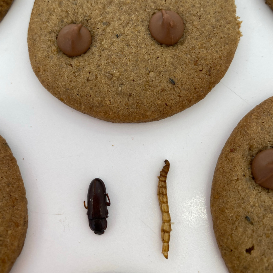 6 curiosidades sobre insetos comestíveis – Revista Arco