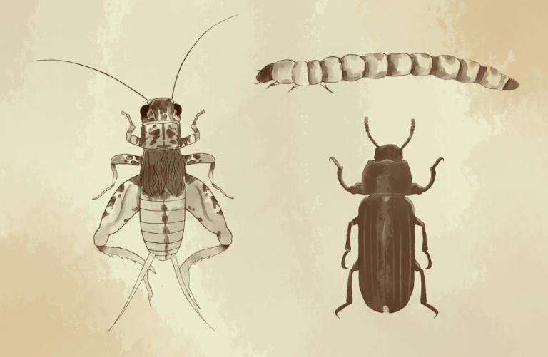 6 curiosidades sobre insetos comestíveis – Revista Arco