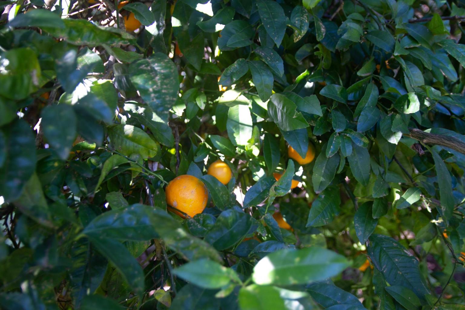 15 espécies de árvores frutíferas encontradas na UFSM – Revista Arco