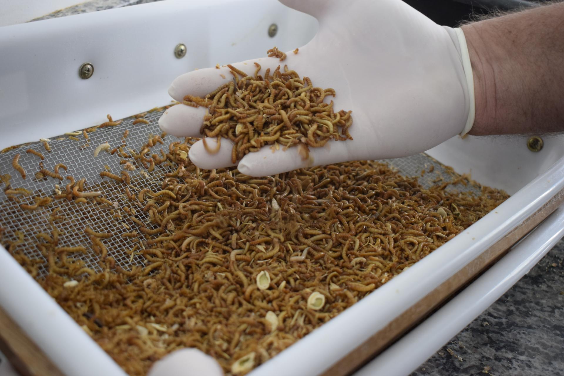 Uso de insetos na nutrição animal: caminhos para inovação e ...