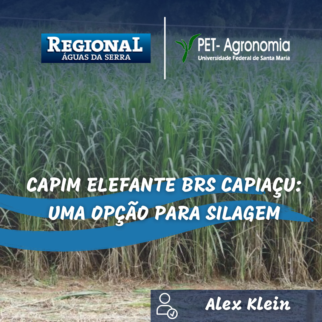 Capim-elefante BRS Capiaçu: uma opção para silagem – PET Agronomia