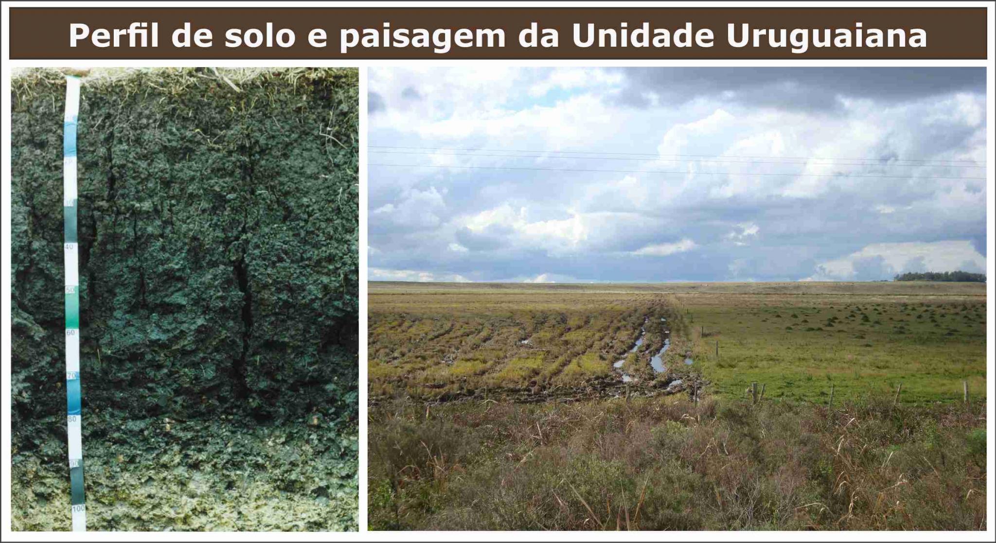 Solos do Rio Grande do Sul – MSRS