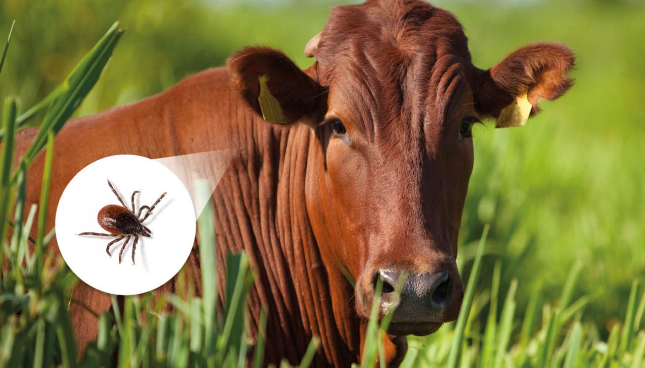Revolução no campo: solução inovadora para combater o carrapato bovino ...